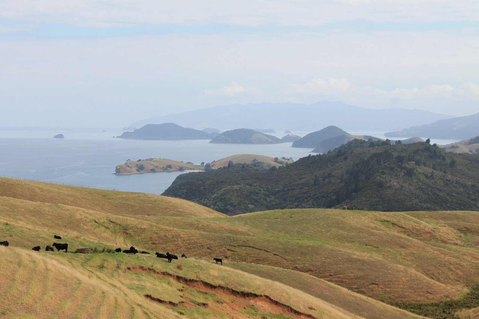 La Péninsule de Coromandel: Un air de Méditerranée en bord de Pacifique ...